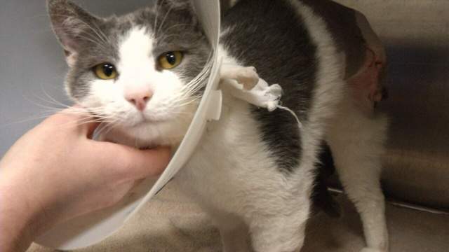 Cat survives after being shot 25 times