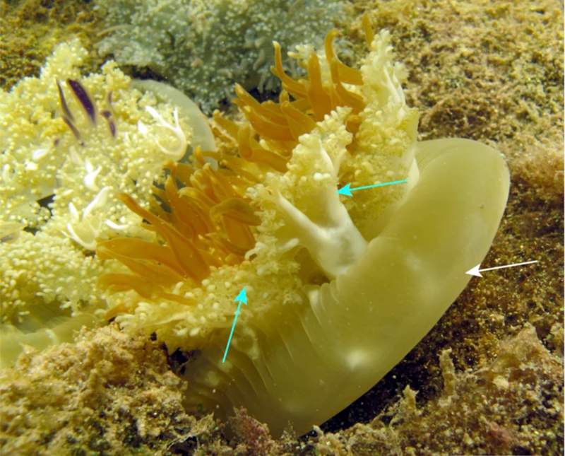 Sea Snot Jellyfish : Sealife New Species Of Deep Sea Jelly Discovered ...