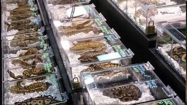 ‘Repticon’, a two-day reptile show, coming to Jacksonville